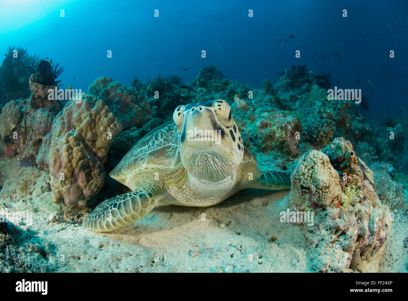 Green Turtle, Chelonia mydas Stock Photo - Alamy