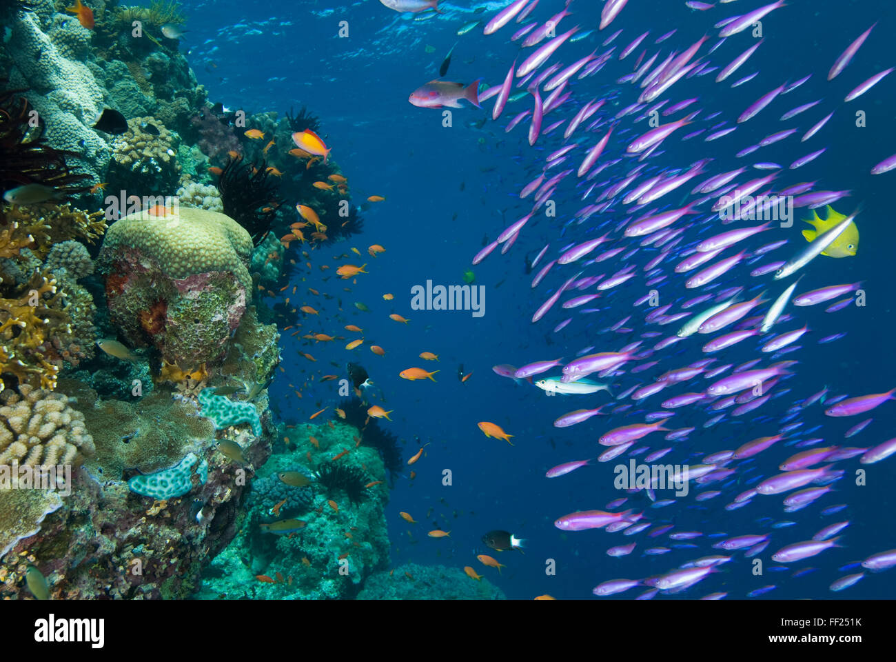 schooling fairy basslets, Anthias sp Stock Photo - Alamy