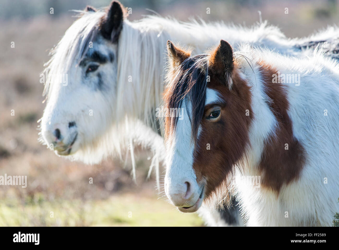 Two New Forest Ponies in the New Forest National Park, Hampshire ...