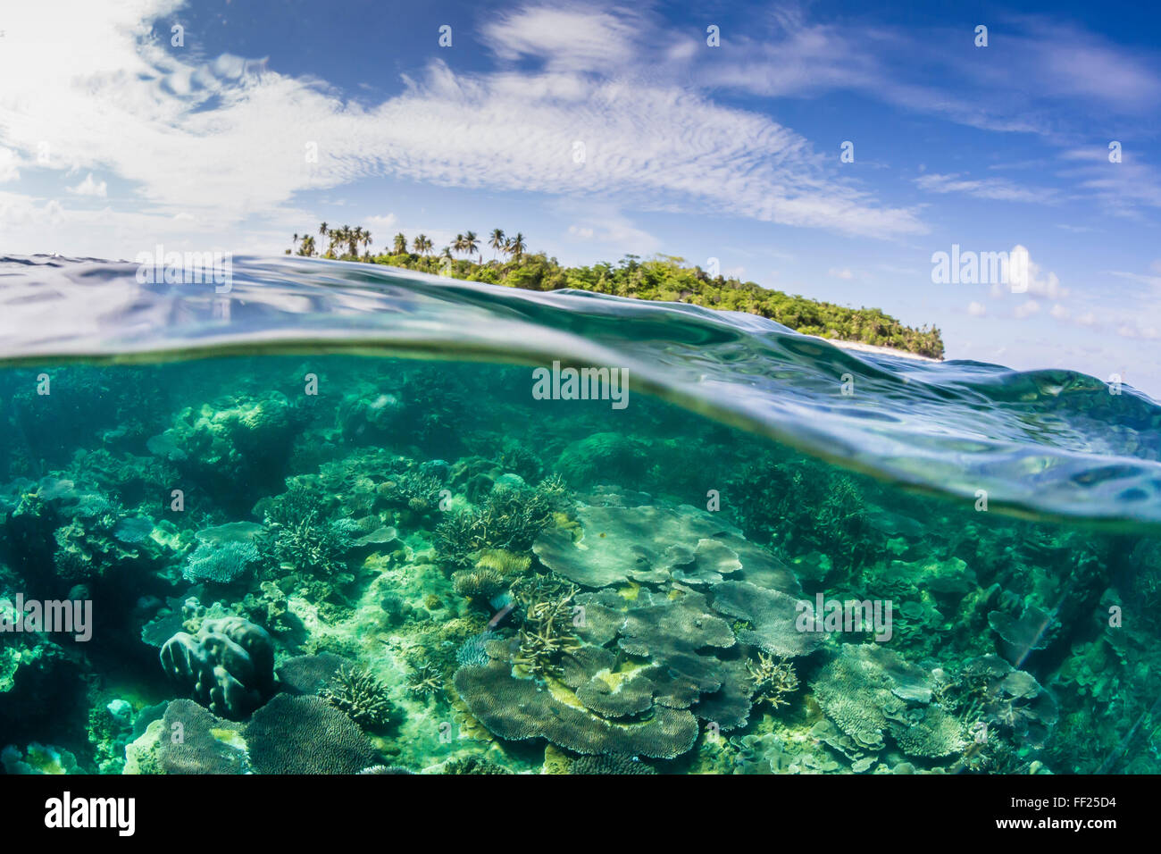 Half above half underwater hi-res stock photography and images - Alamy