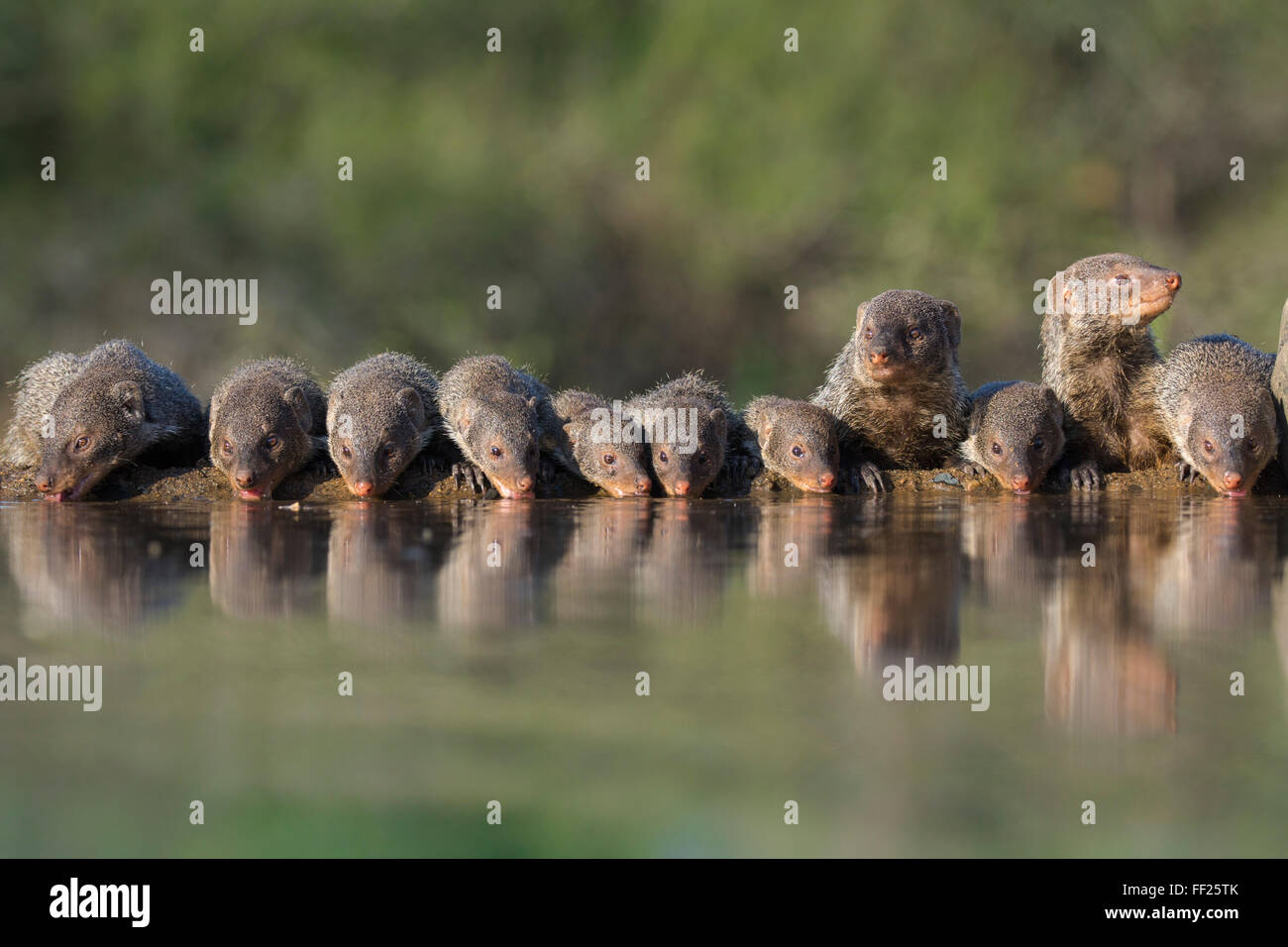 Banded mongoose water hi-res stock photography and images - Alamy