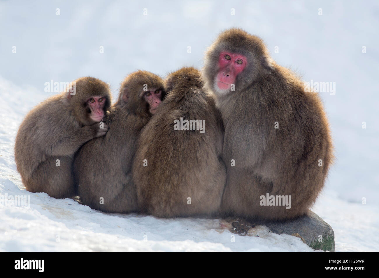 Snow monkeys huddRMing together for warmth, Japanese macaque, captive ...