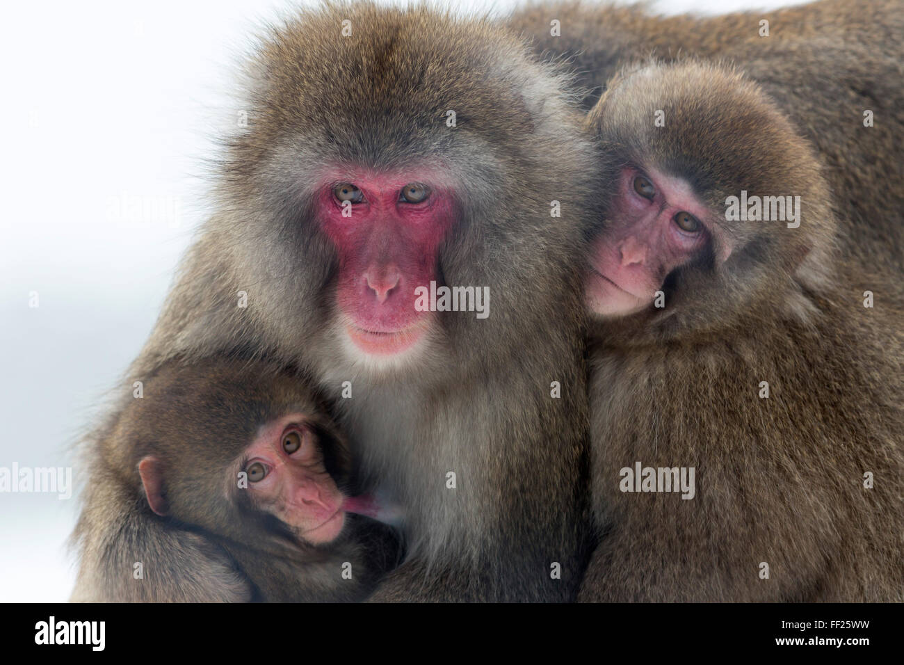 Snow monkey group with baby cuddRMing together in the coRMd, Japanese ...