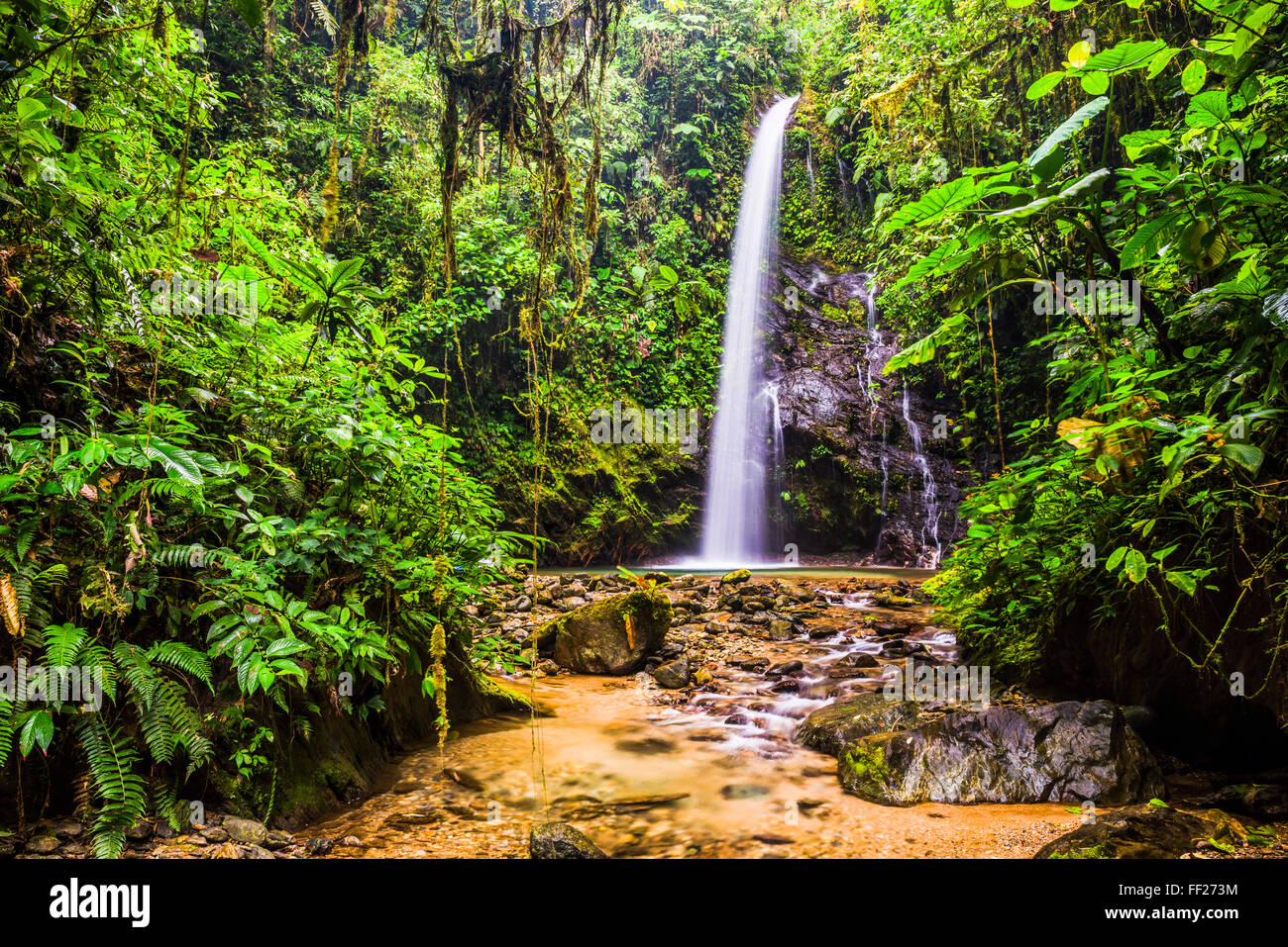 Choco rainforest hi-res stock photography and images - Alamy