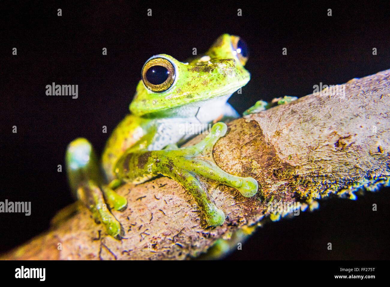 Tree frog in the Mashpi CRMoud Forest area of the Choco Rainforest ...