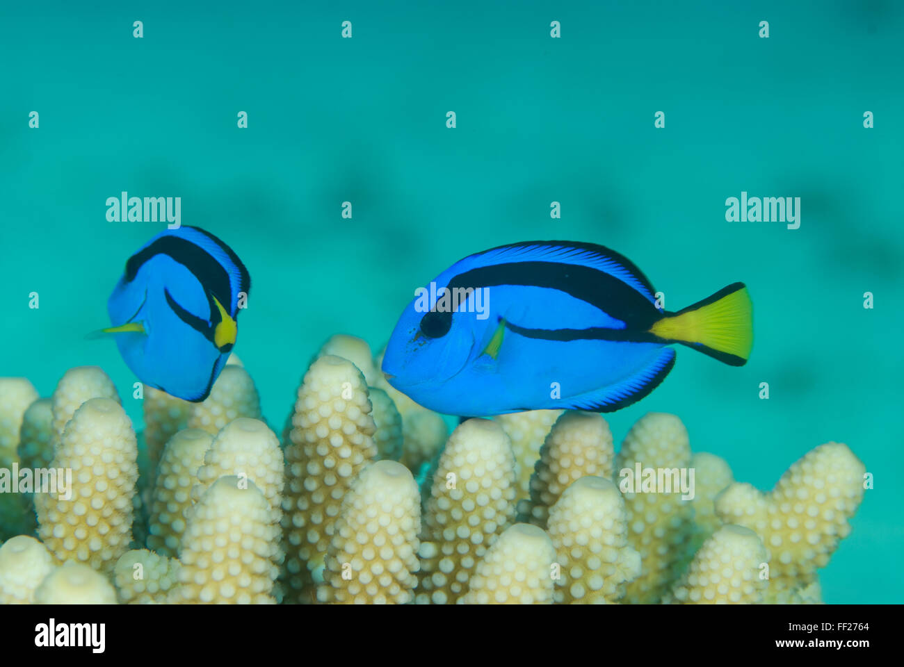 Blue tang (Paracanthurus hepatus Stock Photo - Alamy