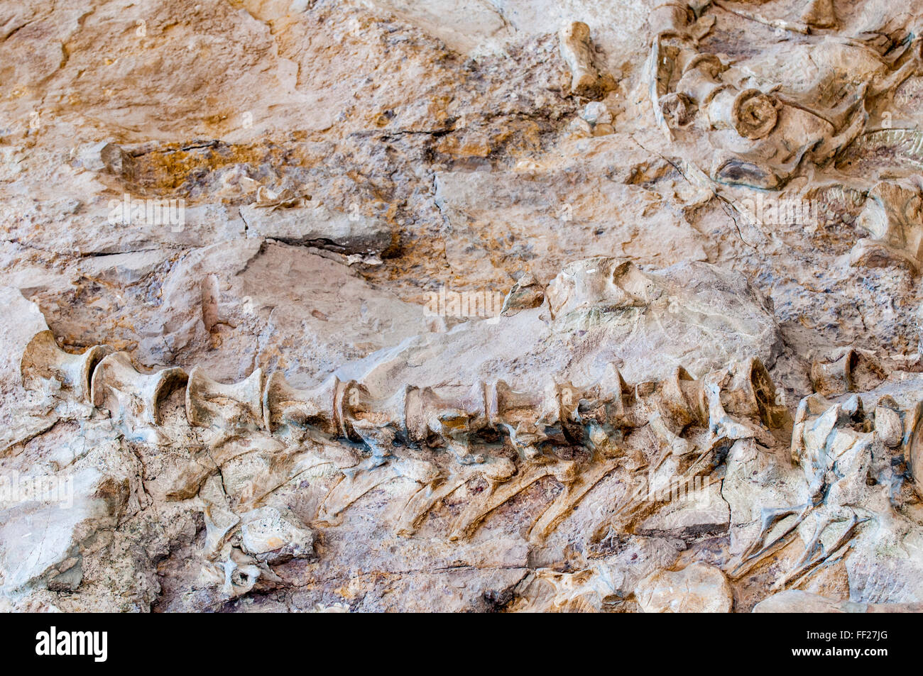 Dinosaur NationaRM Monument, Dinosaur, Utah, United States of America ...