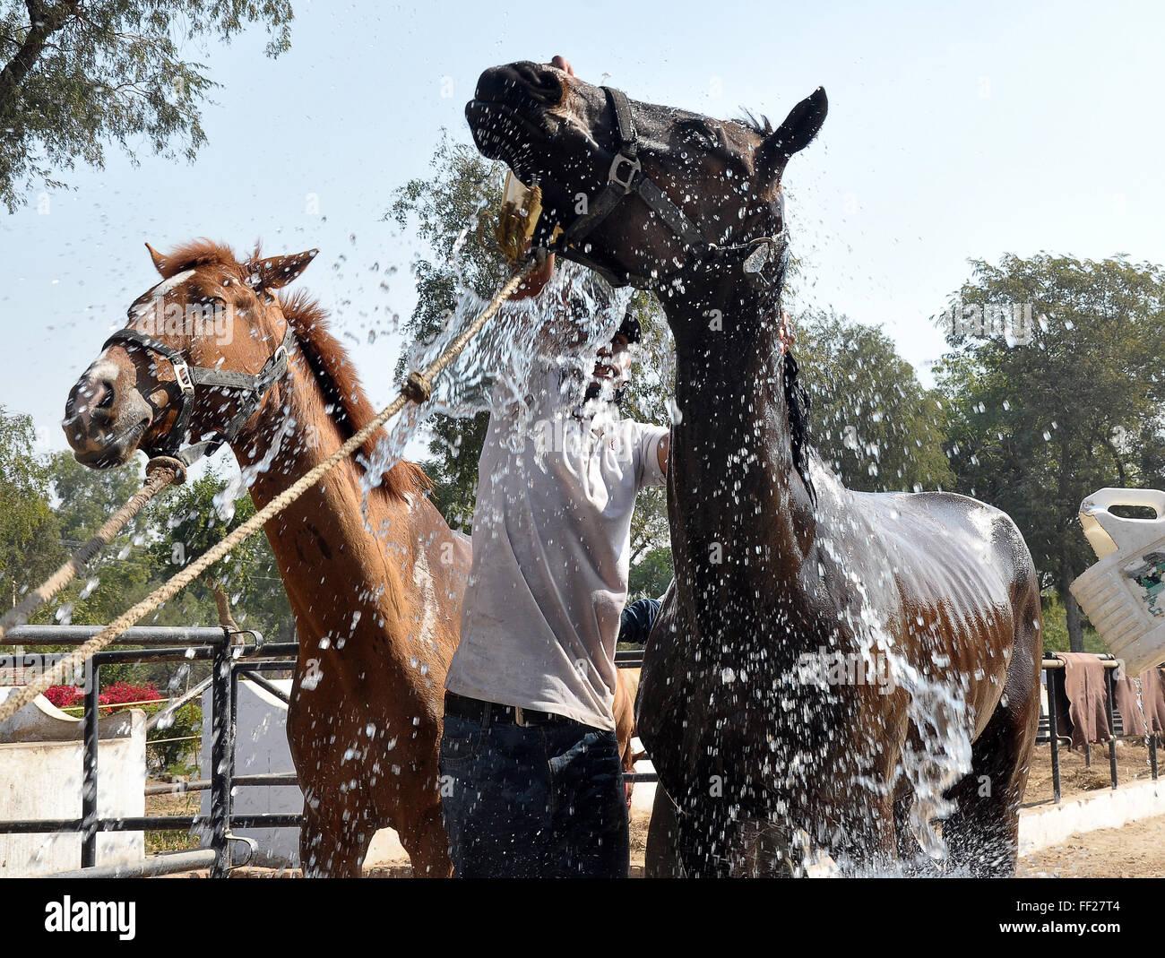 NCC cadets take part in horse riding training during a 10-day training ...