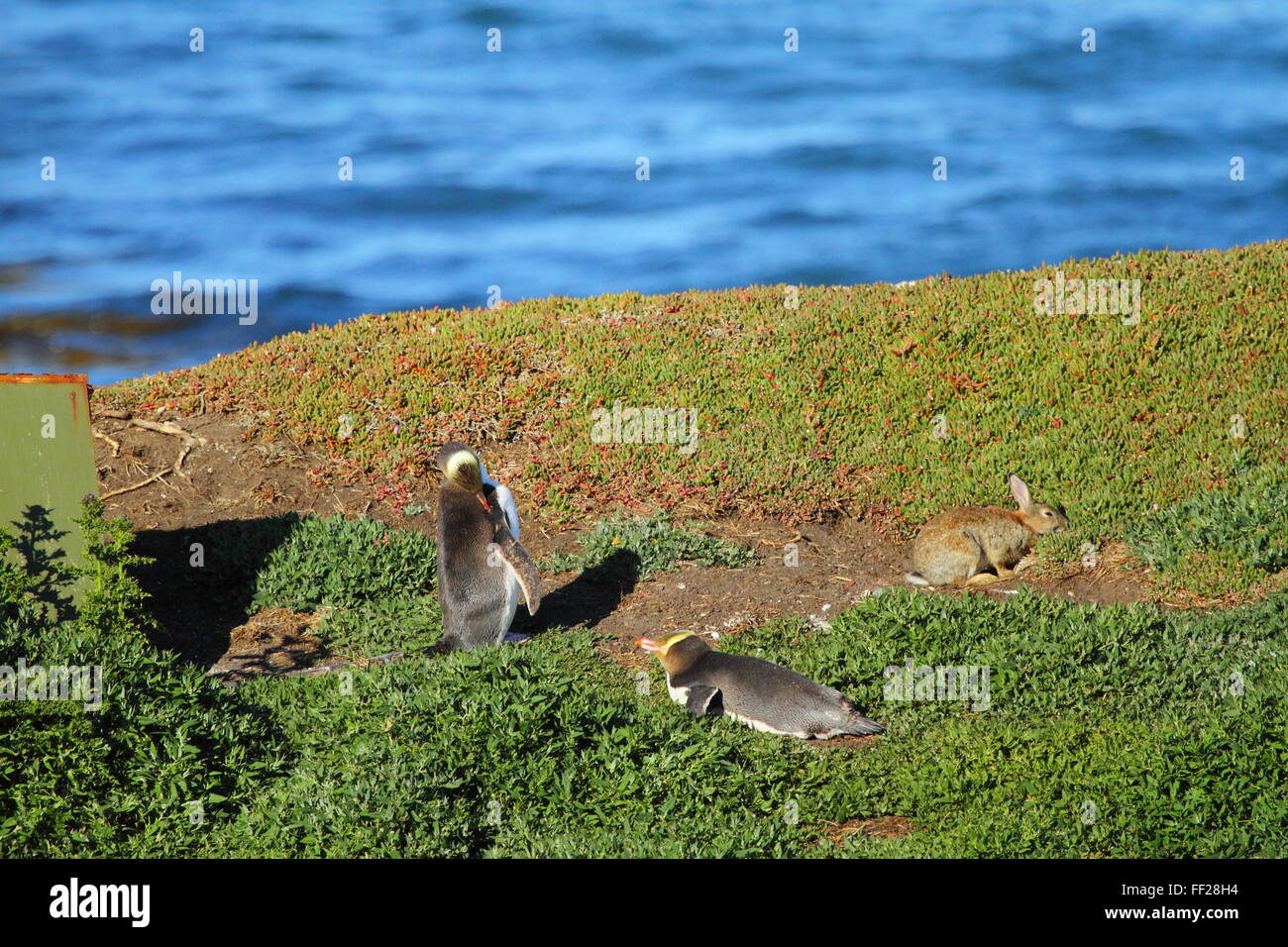 The endangered Yellow-eyed Penguin (Megadyptes antipodes) at Katiki ...