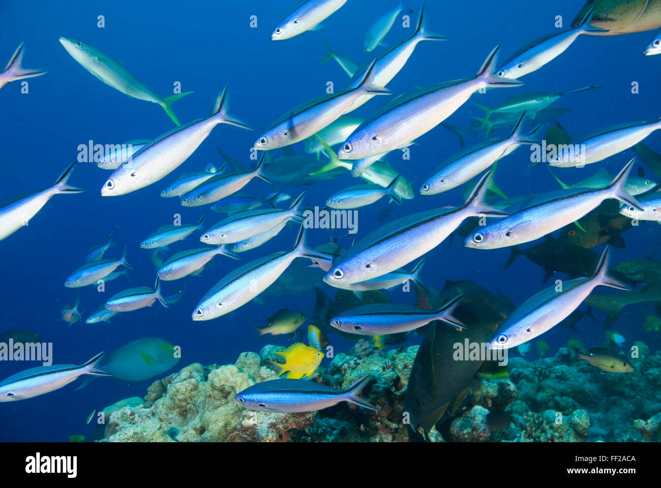 assorted fish come out to the North Horn pulpit attracted by food in ...