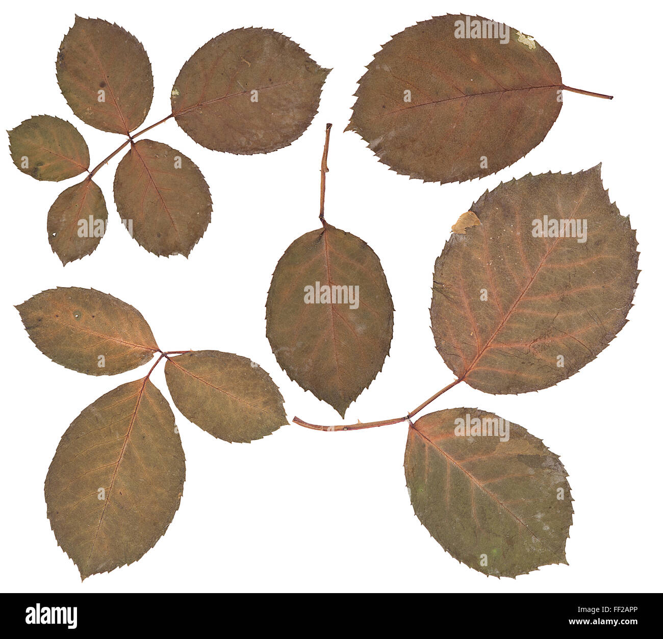 Set of leaves of rose isolated on white Stock Photo - Alamy