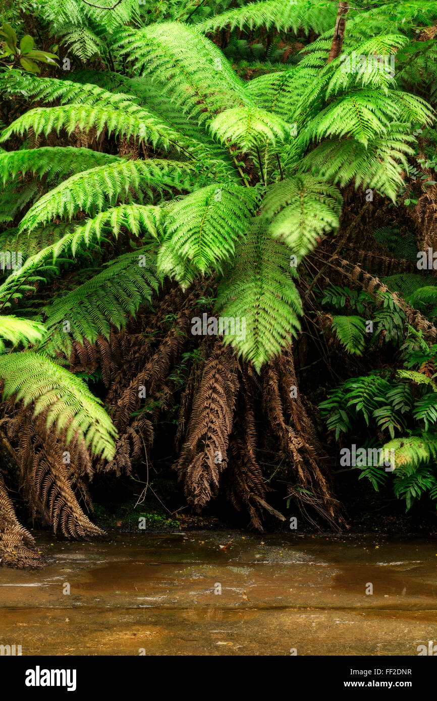 Fern flow hi-res stock photography and images - Alamy