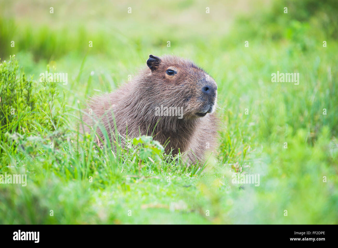 Capybara hi-res stock photography and images - Alamy