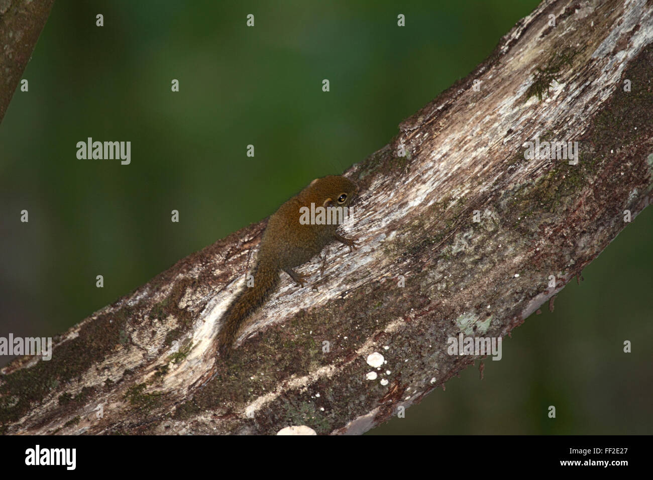 The tiny Plain pygmy squirrel clinging to tree in the Danum valley ...
