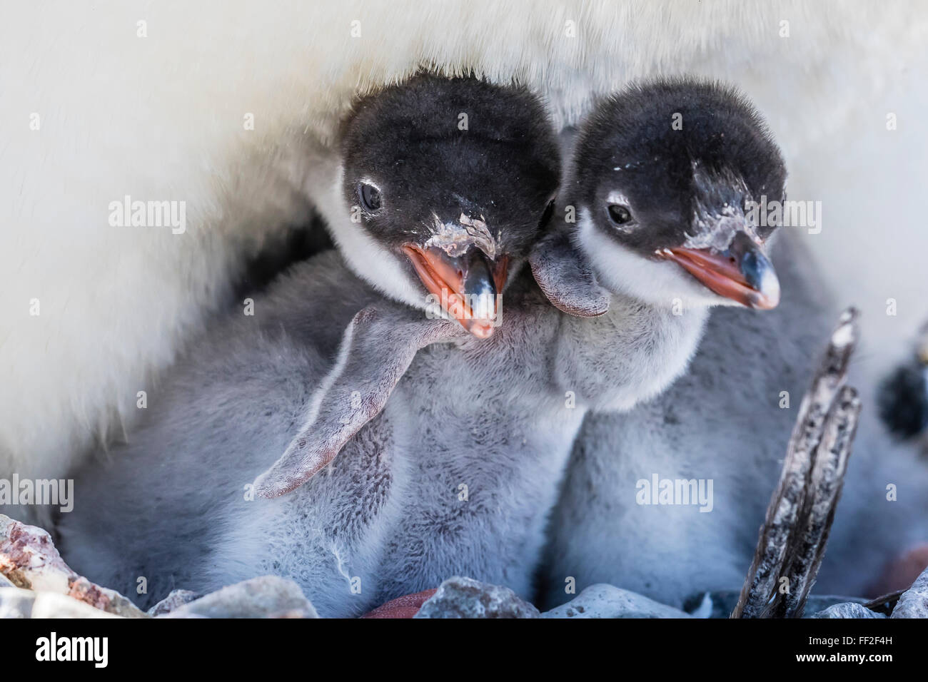 Cute baby penguin chicks hi-res stock photography and images - Alamy