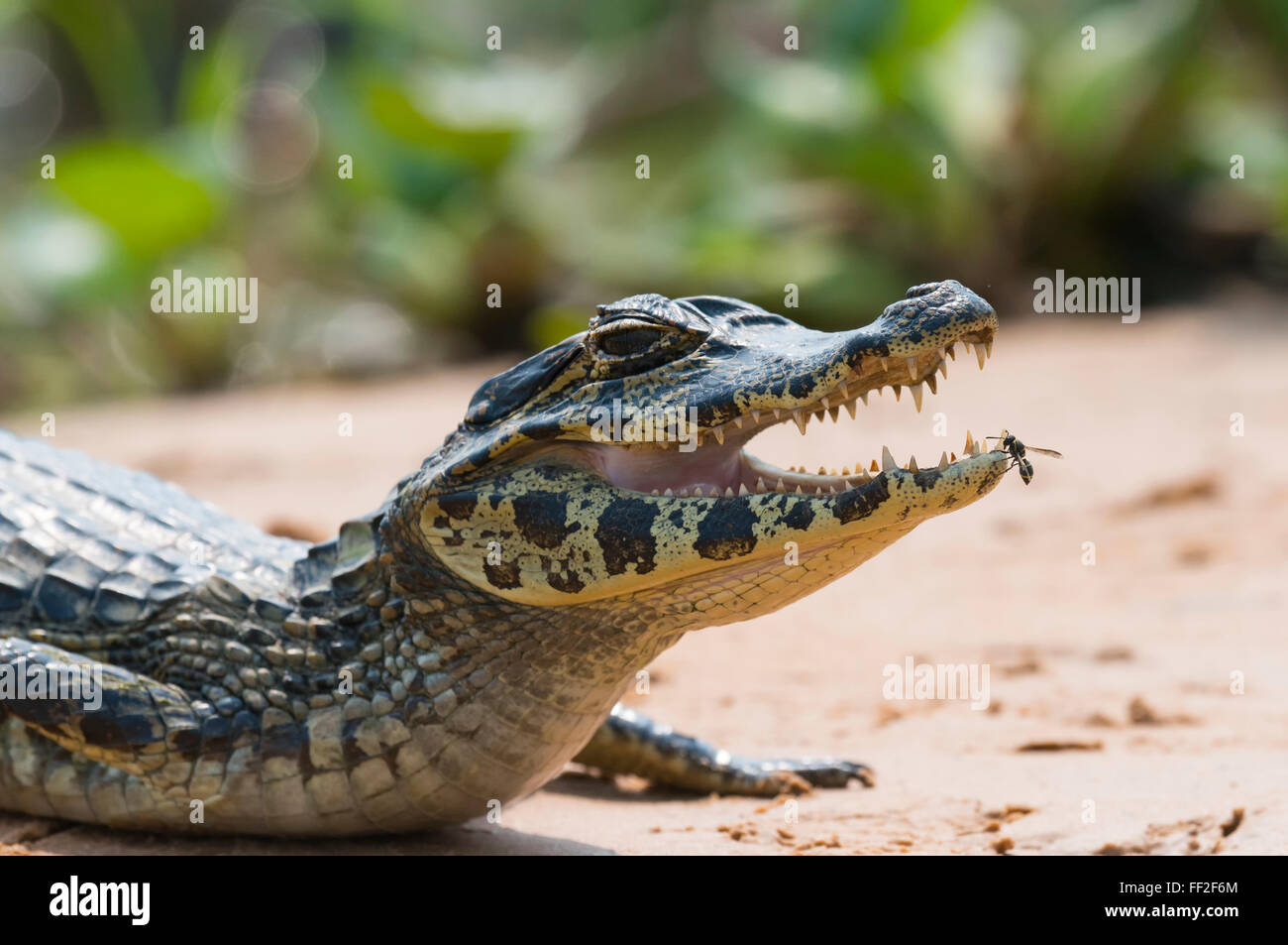 Yacare caiman hi-res stock photography and images - Alamy