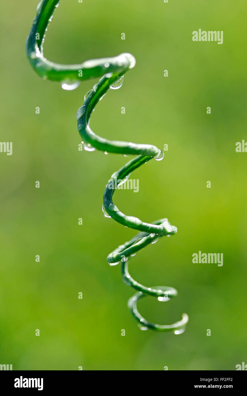 Tendril patterns hi-res stock photography and images - Alamy