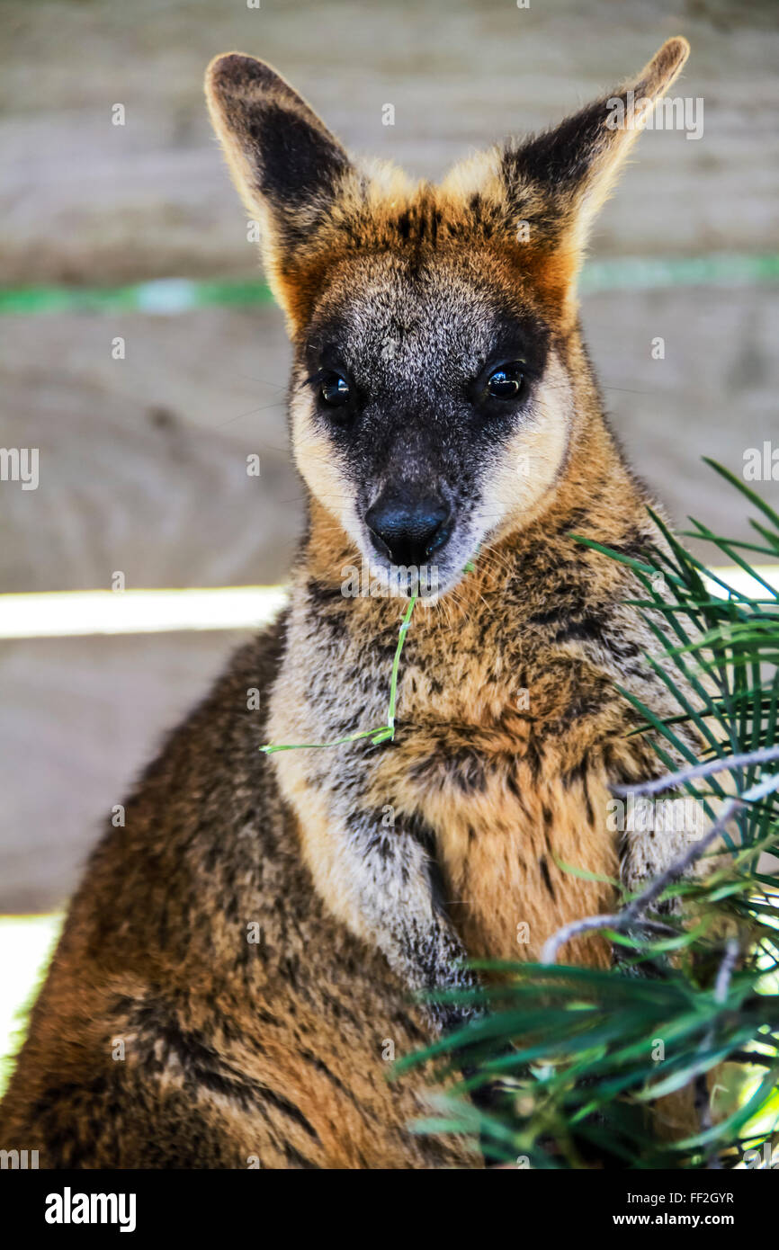 Kangaroo eating and RMooking at the camera, QueensRMand, AustraRMia ...
