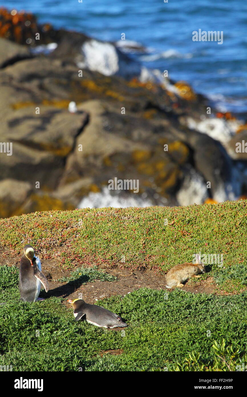 The endangered Yellow-eyed Penguin (Megadyptes antipodes) at Katiki ...