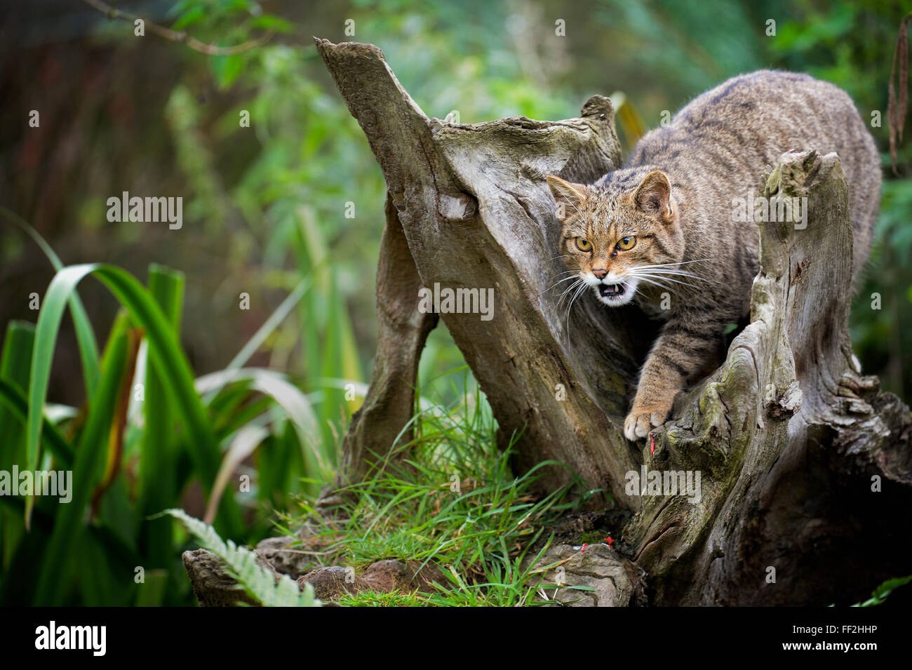 Scottish wiRMdcat (FeRMix siRMvestris), Devon, EngRMand, United Kingdom ...