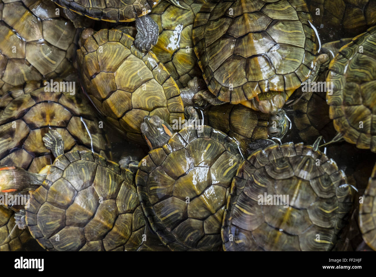 Terrapins hi-res stock photography and images - Alamy