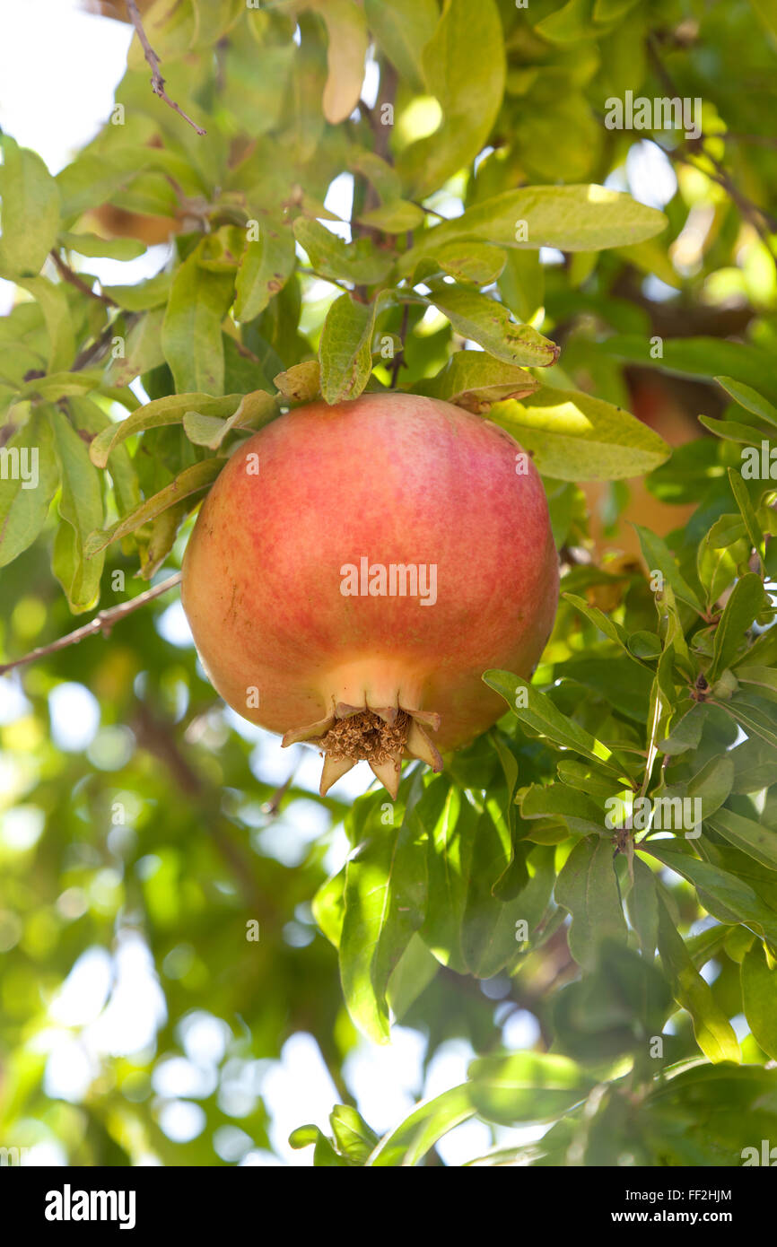 Single fruit tree hi-res stock photography and images - Alamy