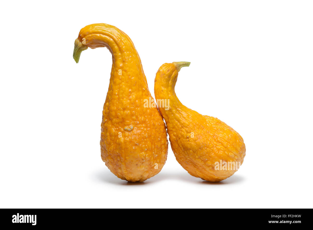 Crookneck squash hi-res stock photography and images - Alamy