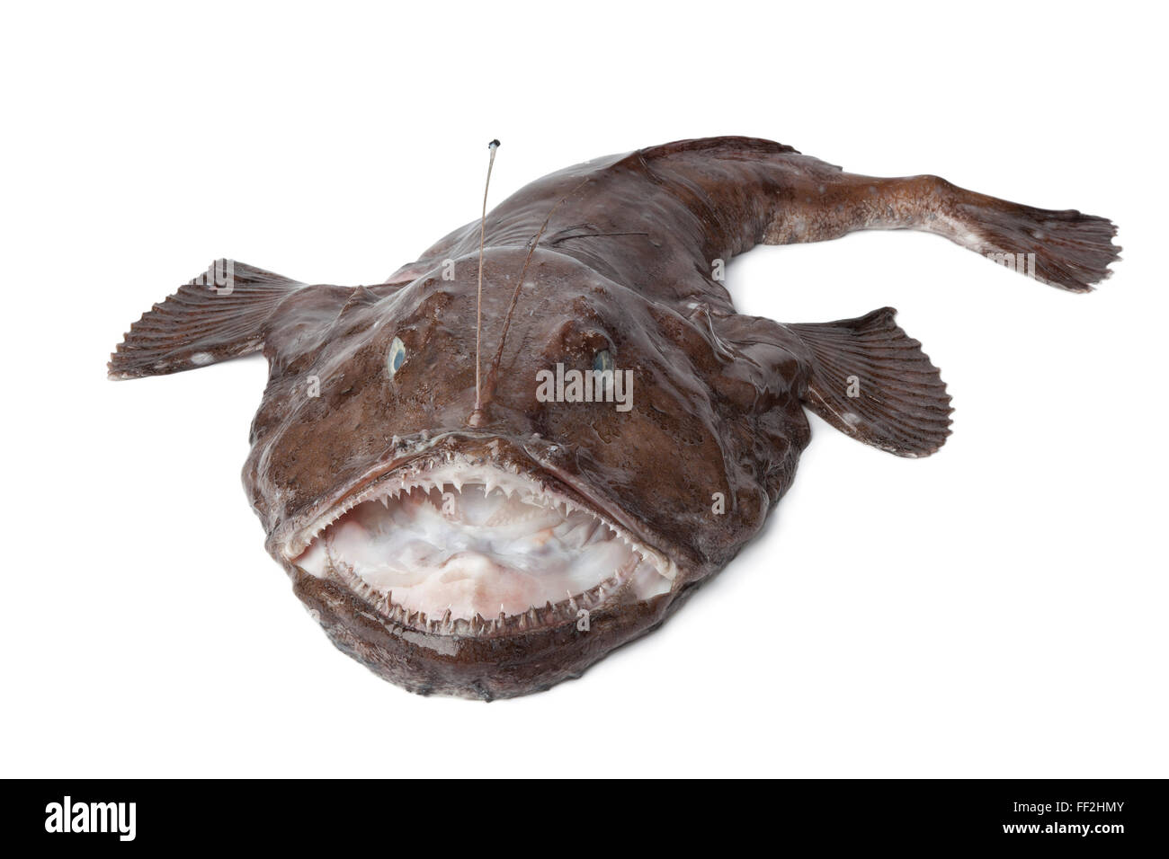 Whole fresh raw Monkfish on white background Stock Photo - Alamy