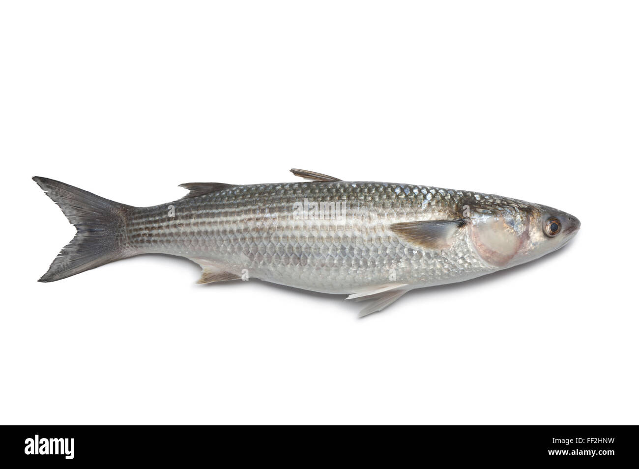 Grey mullet hi-res stock photography and images - Alamy
