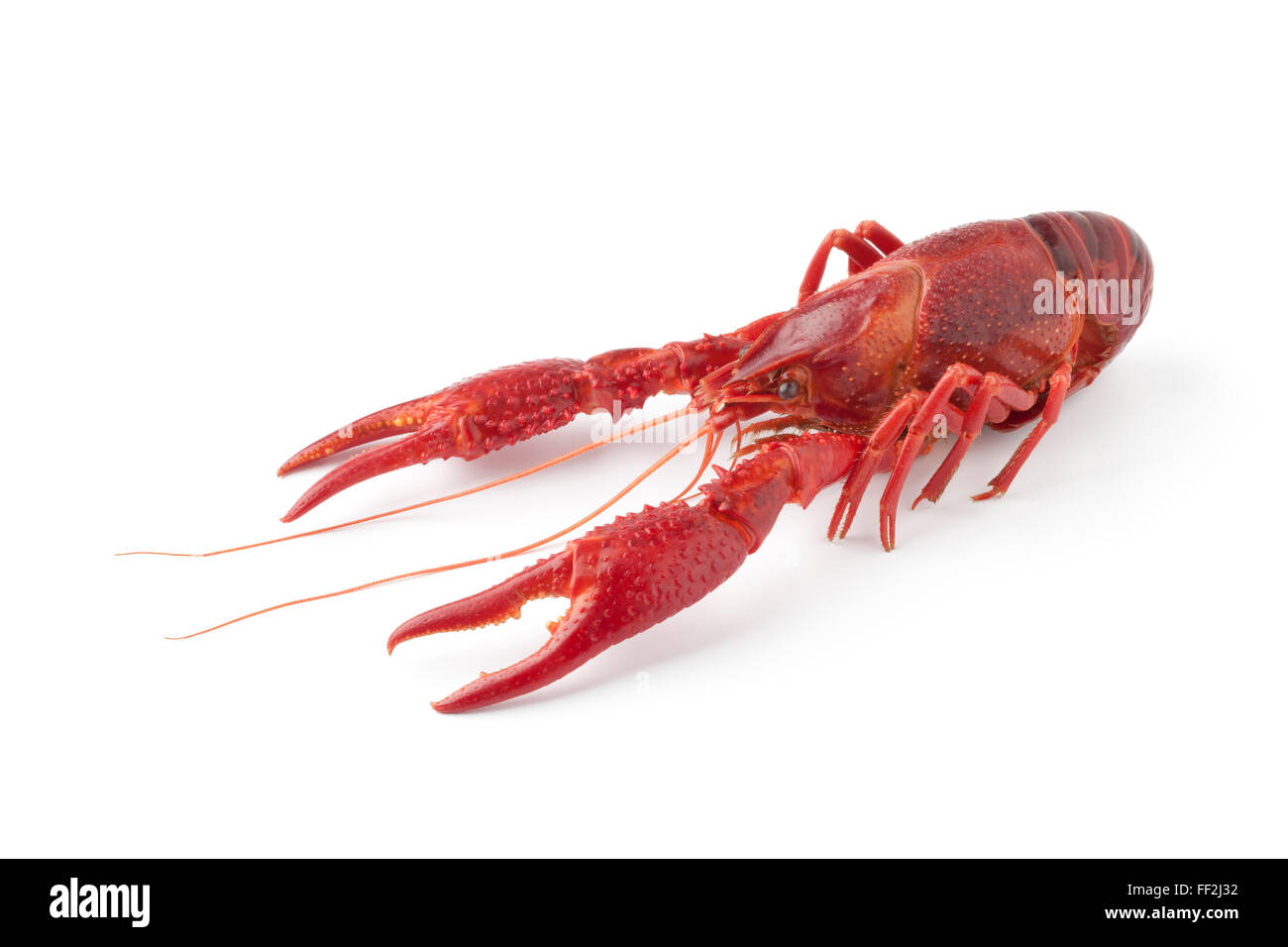 Whole single cooked freshwater crayfish on white background Stock Photo ... Whole single cooked freshwater crayfish on white background Stock Photo ...