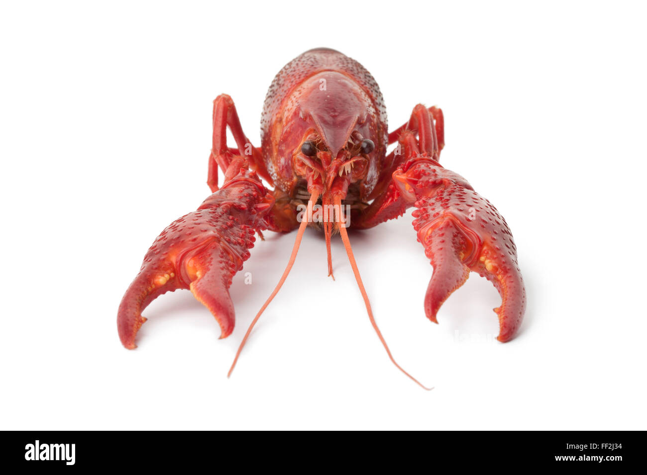Whole single cooked freshwater crayfish on white background Stock Photo ...