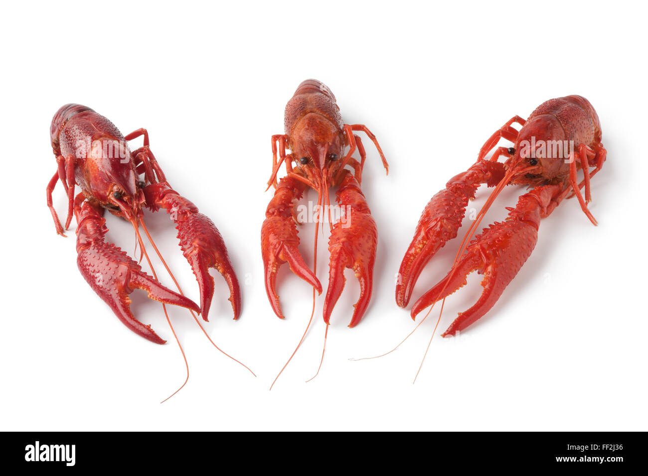 Cooked freshwater crayfishes on white background Stock Photo - Alamy