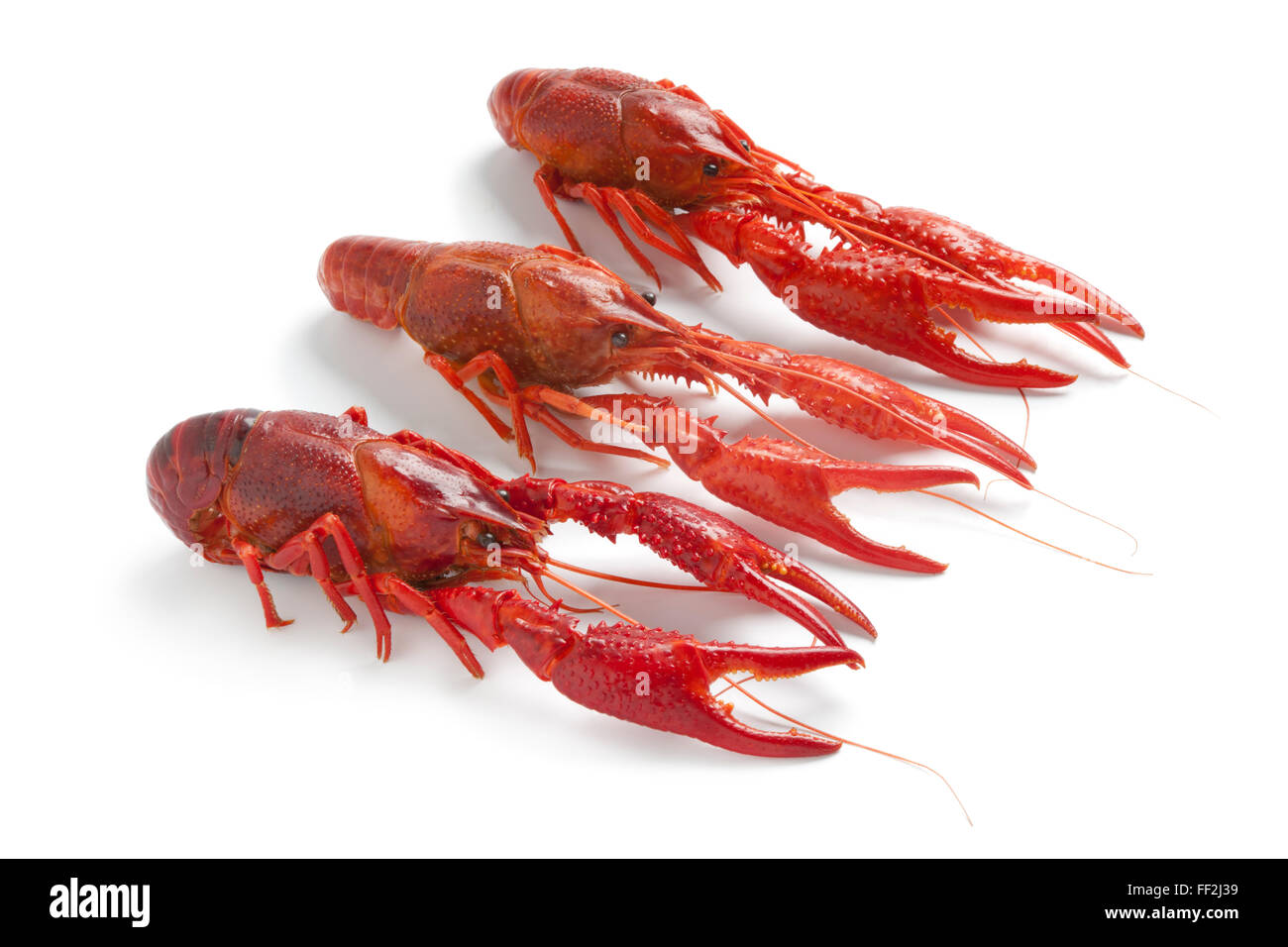 Freshwater crayfish hi-res stock photography and images - Alamy