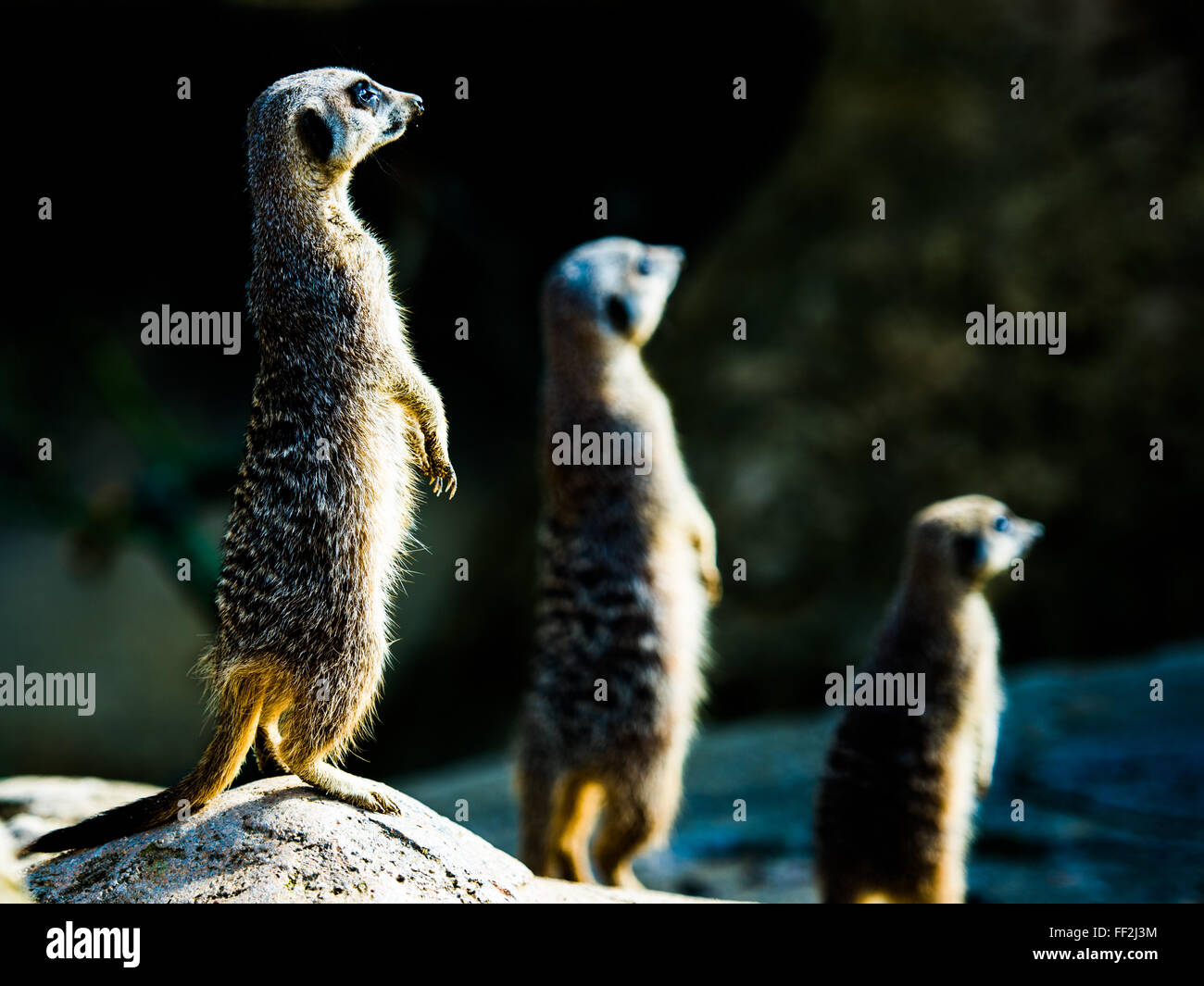 Suricata suricatta in captivity hi-res stock photography and images - Alamy