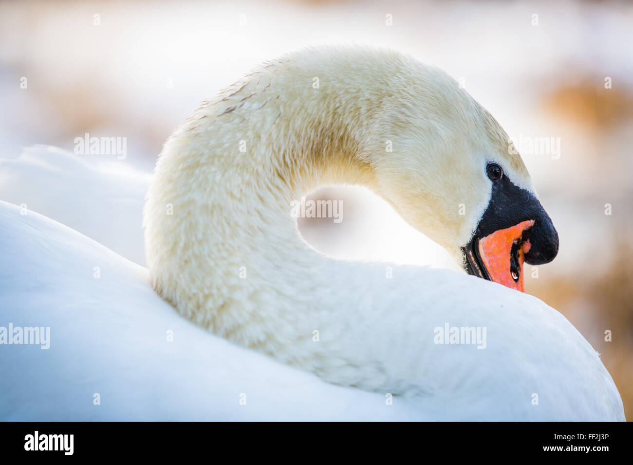 Europe swan hi-res stock photography and images - Alamy