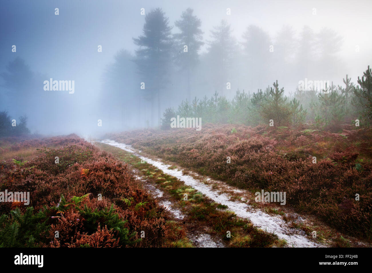Moreton Forest, Dorset, EngRMand, United Kingdom, Europe Stock Photo ...
