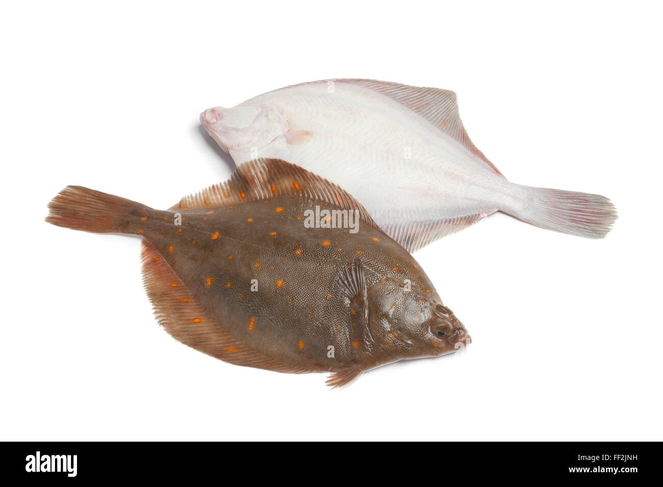 Fresh raw plaice fishes on white background Stock Photo - Alamy