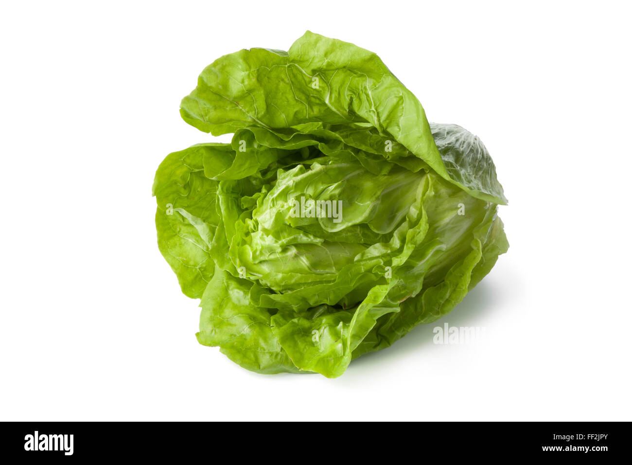 Fresh raw Sugarloaf vegetable on white background Stock Photo - Alamy