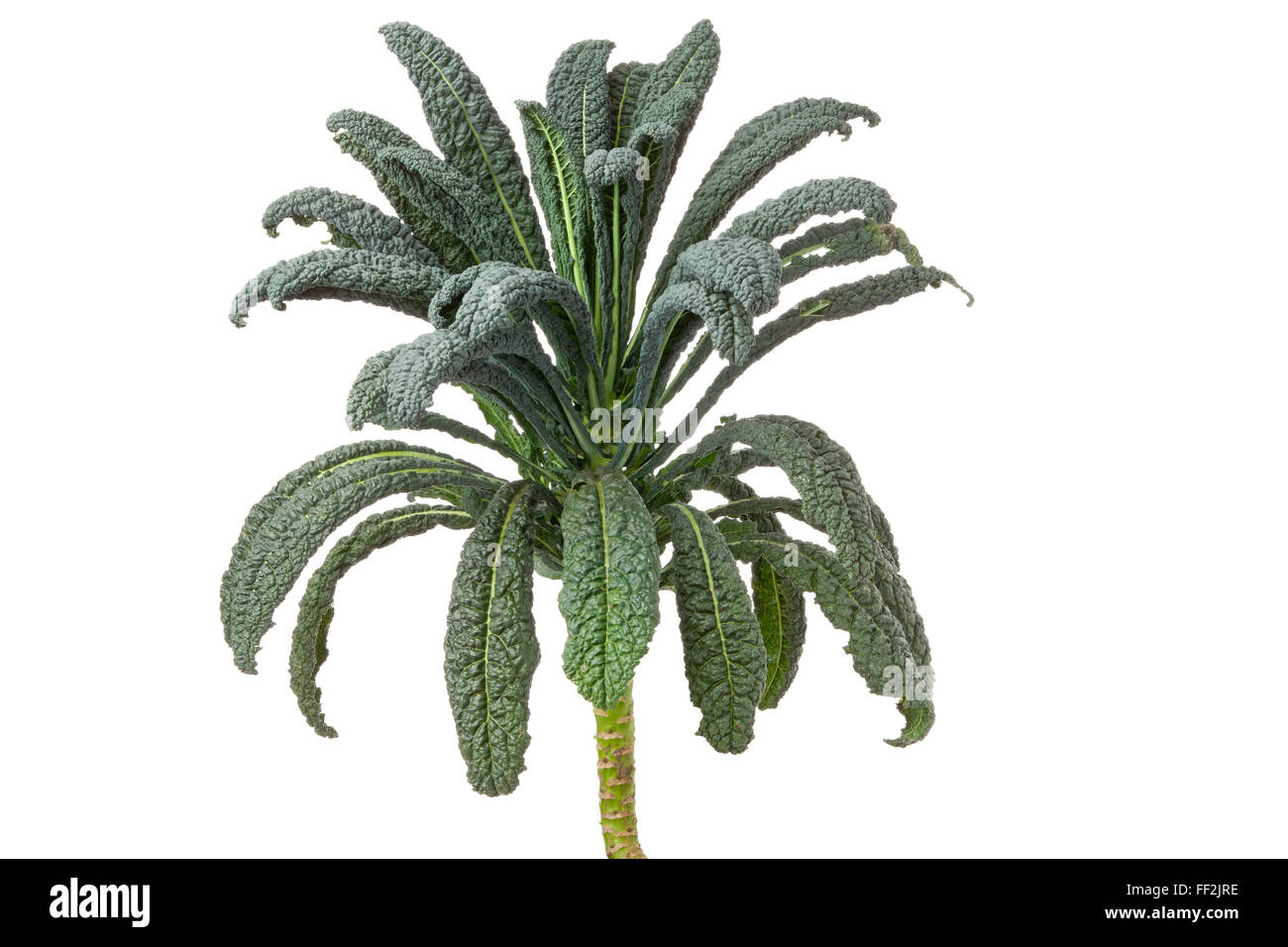 Fresh raw Cavolo nero cabbage on white background Stock Photo - Alamy