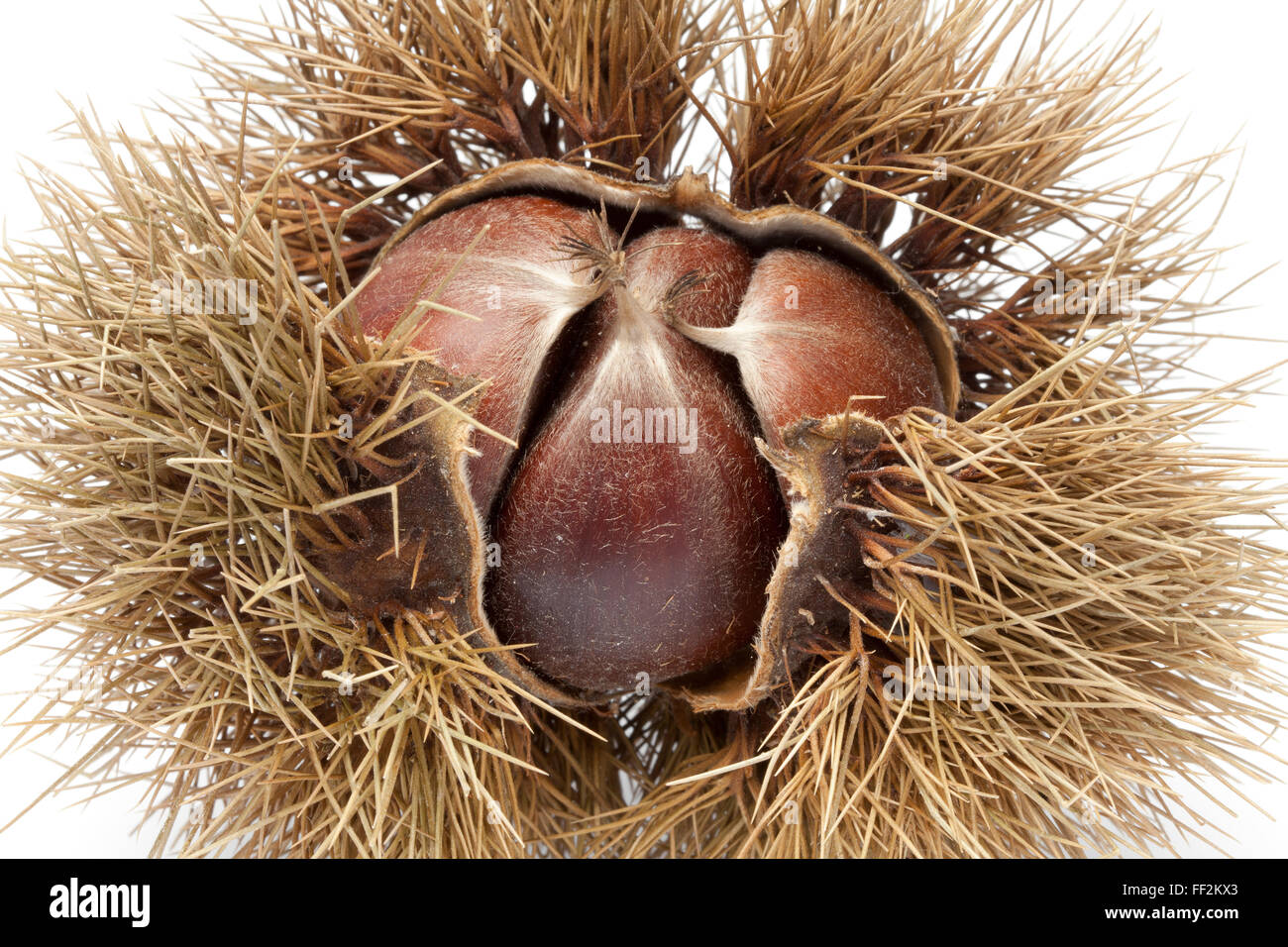 Sweet chestnut in spiked pod close up on white background Stock Photo ...