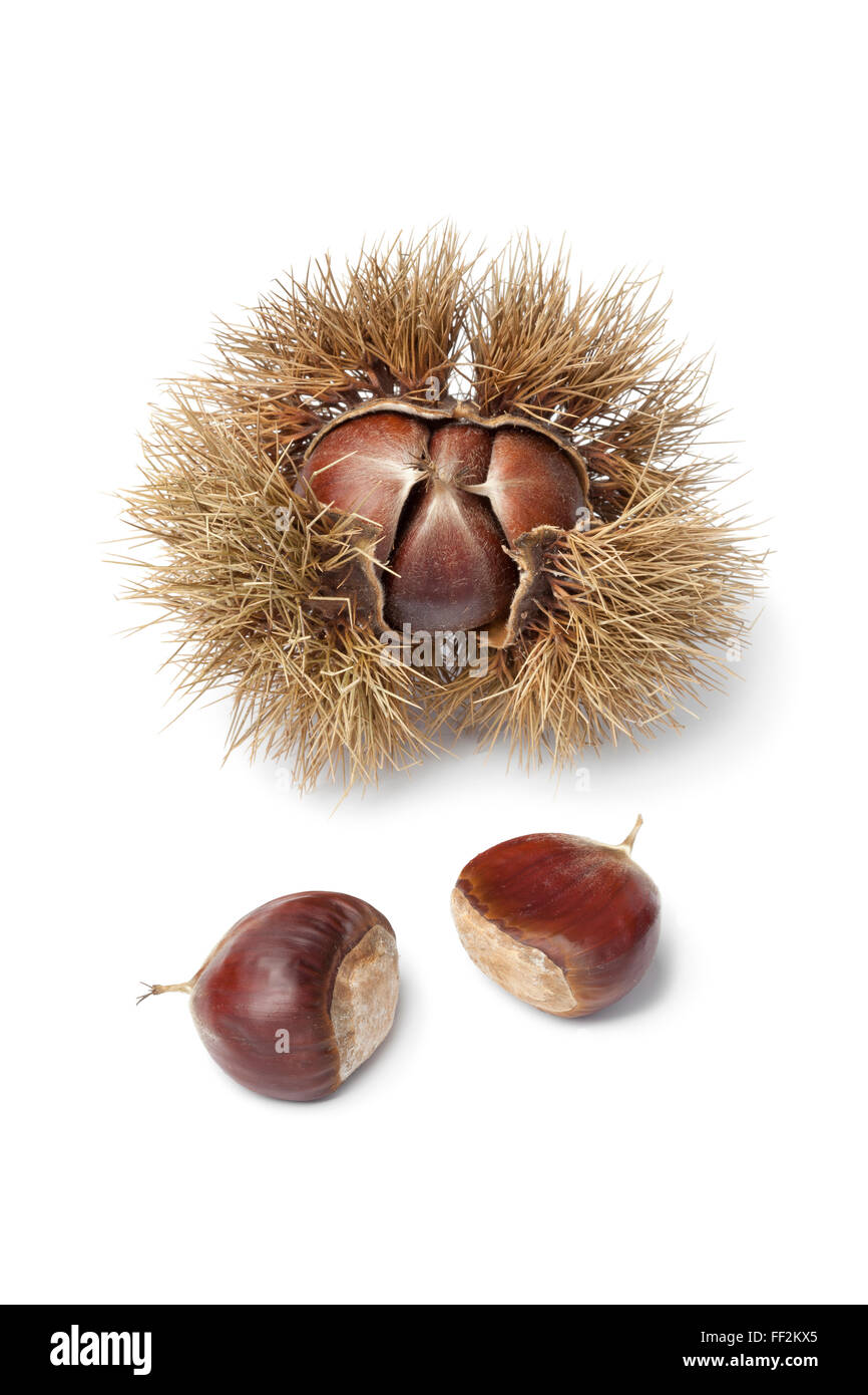 Chestnut in pod Cut Out Stock Images & Pictures - Alamy