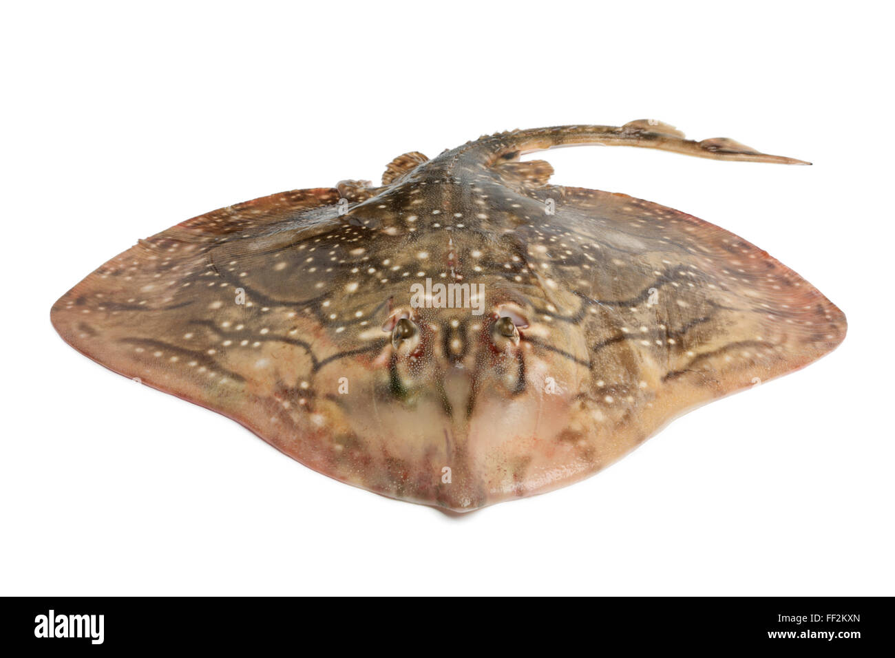 Single fresh raw ray fish on white background Stock Photo - Alamy
