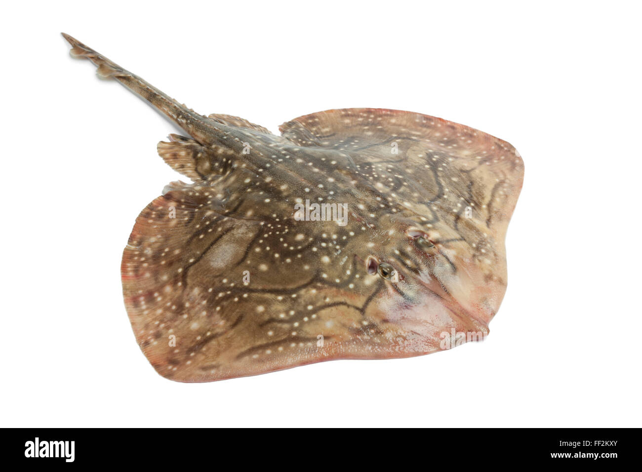 Fresh raw ray fish on white background Stock Photo - Alamy