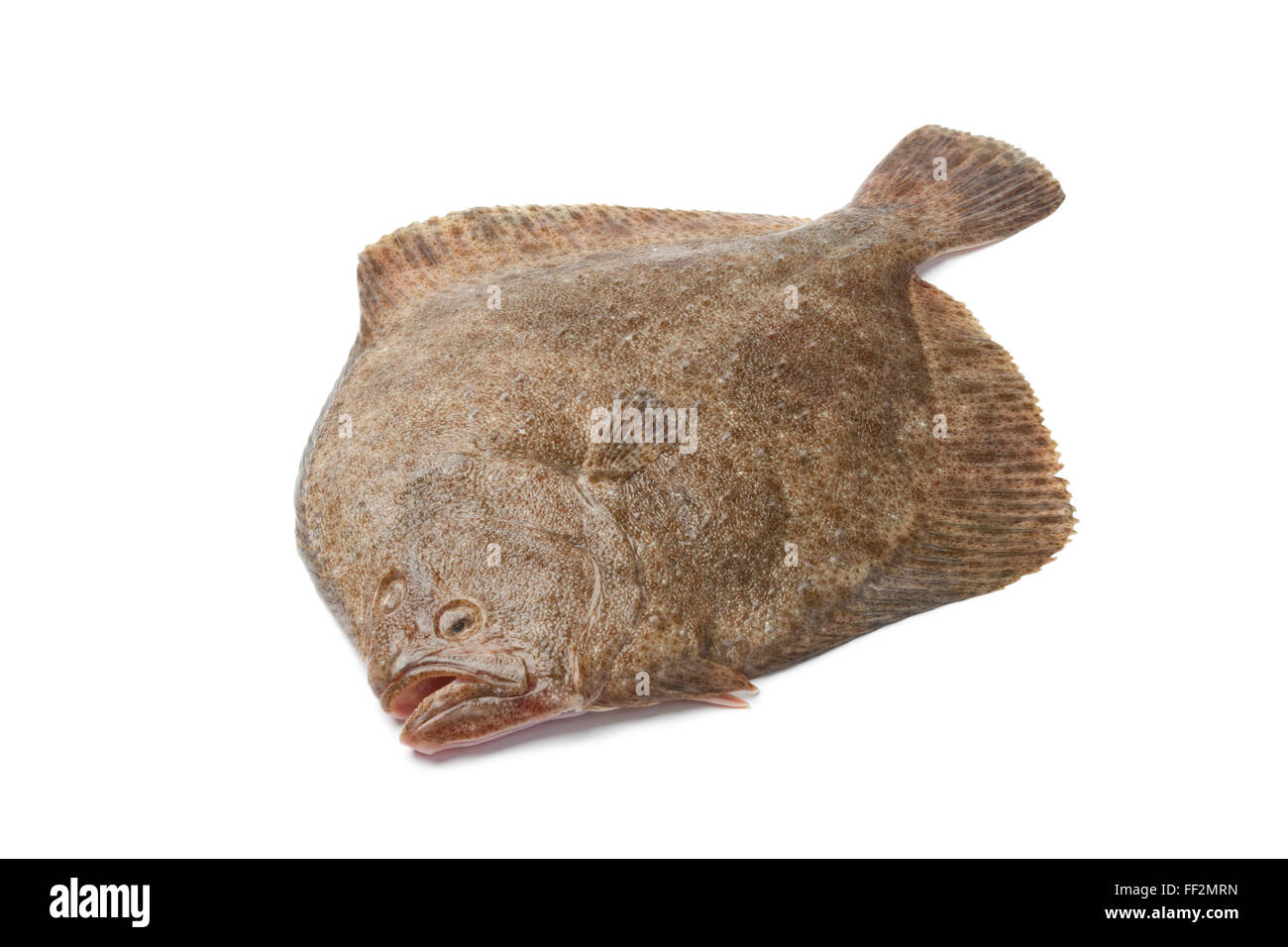 Turbot fish hi-res stock photography and images - Alamy