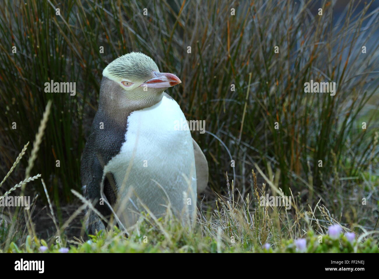 The endangered Yellow-eyed Penguin (Megadyptes antipodes) at Katiki ...