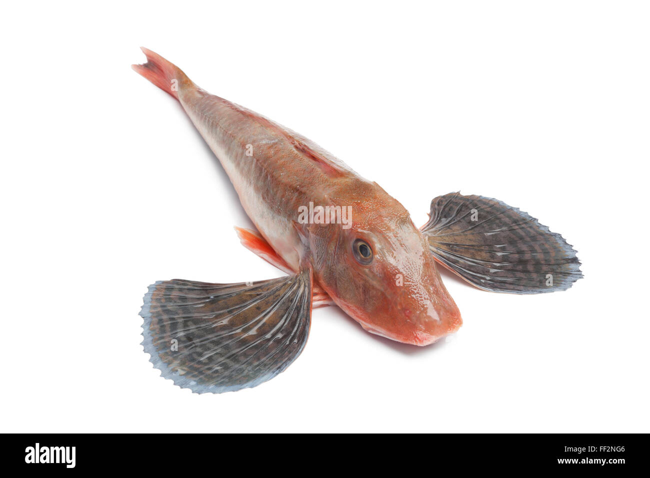 Whole single fresh raw red tub gurnard fish with spread fins on white ...