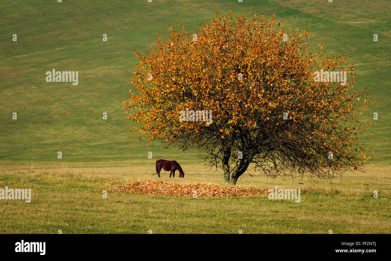Horse grazing under a solitary tree in autumn Stock Photo - Alamy