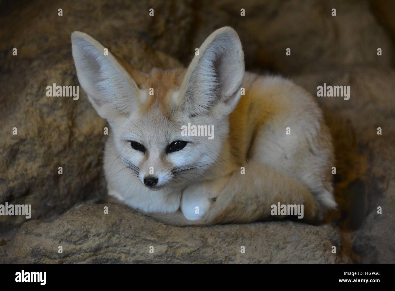 Biggest Fox In The World