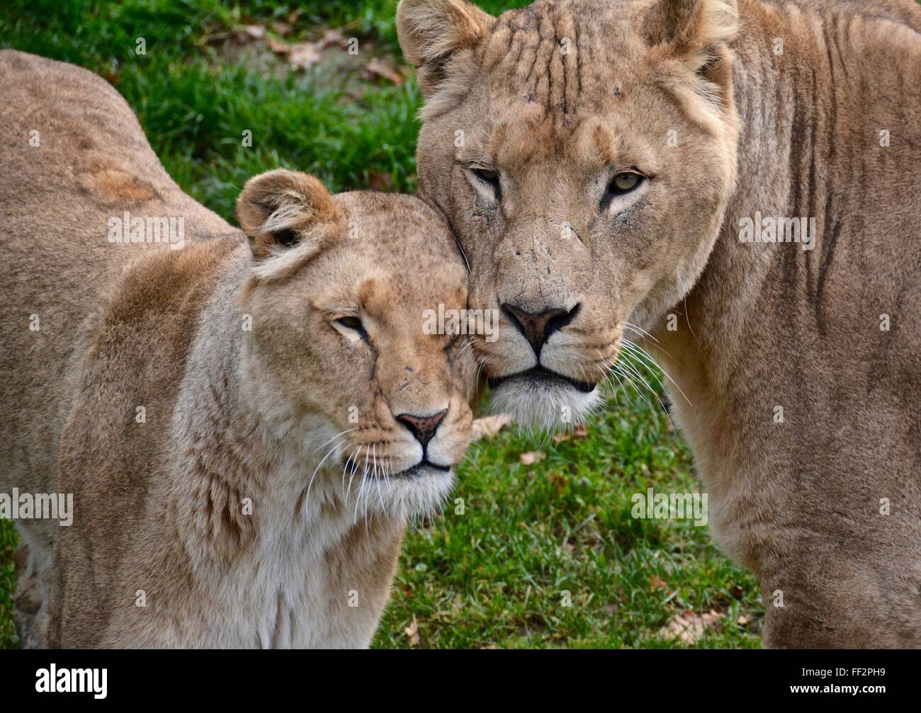 Lions showing affection hi-res stock photography and images - Alamy