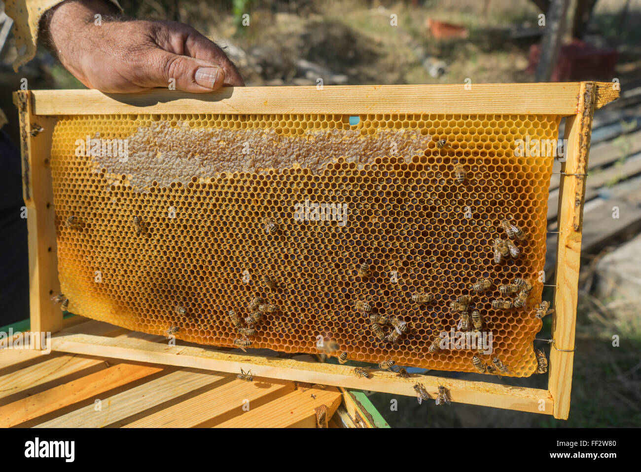 Beekeeper holding a honeycomb with bees and honey Stock Photo - Alamy
